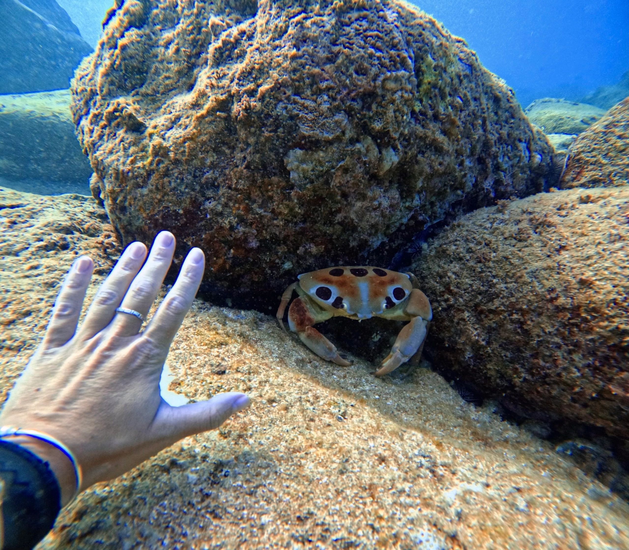 Meet the Seven Eleven Crab: Oahu's Quirky and Colorful Crustation