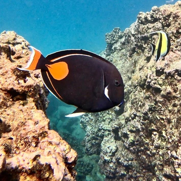 The Resplendent Achilles Tang: A Radiant Jewel of North Shore