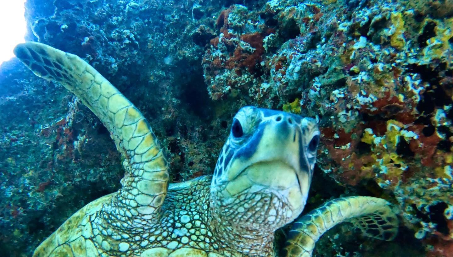 Turtle Tango: Mating Habits and Rituals of the Green Sea Turtle