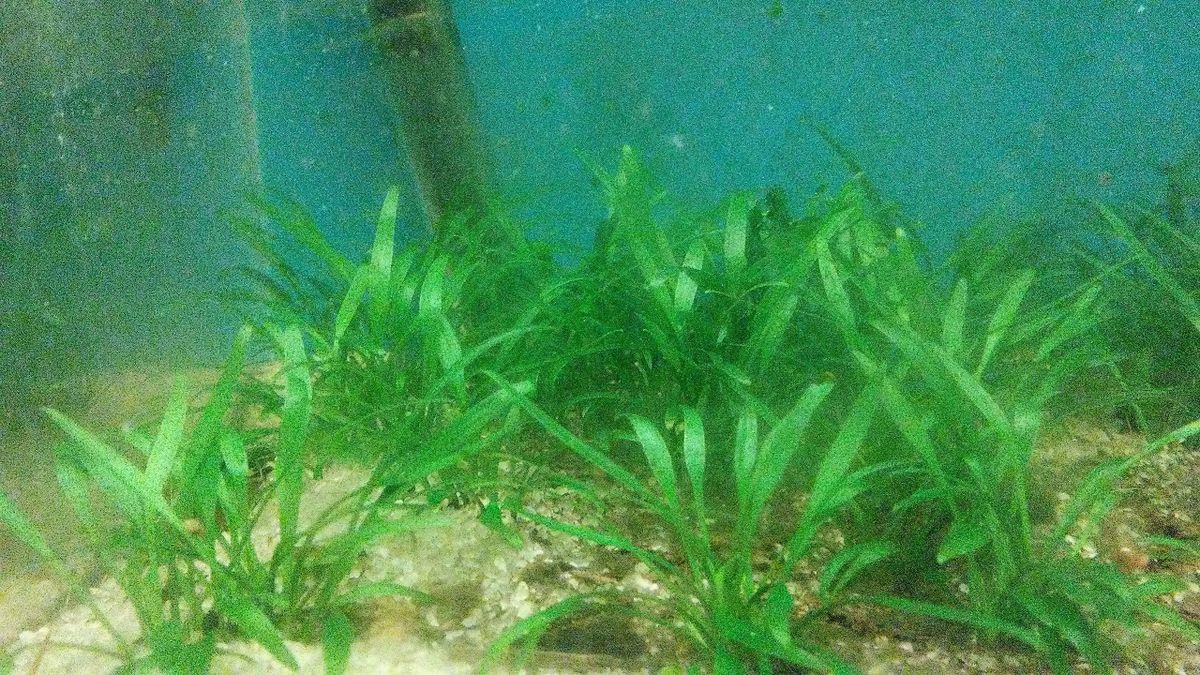 cryptocoryne parva