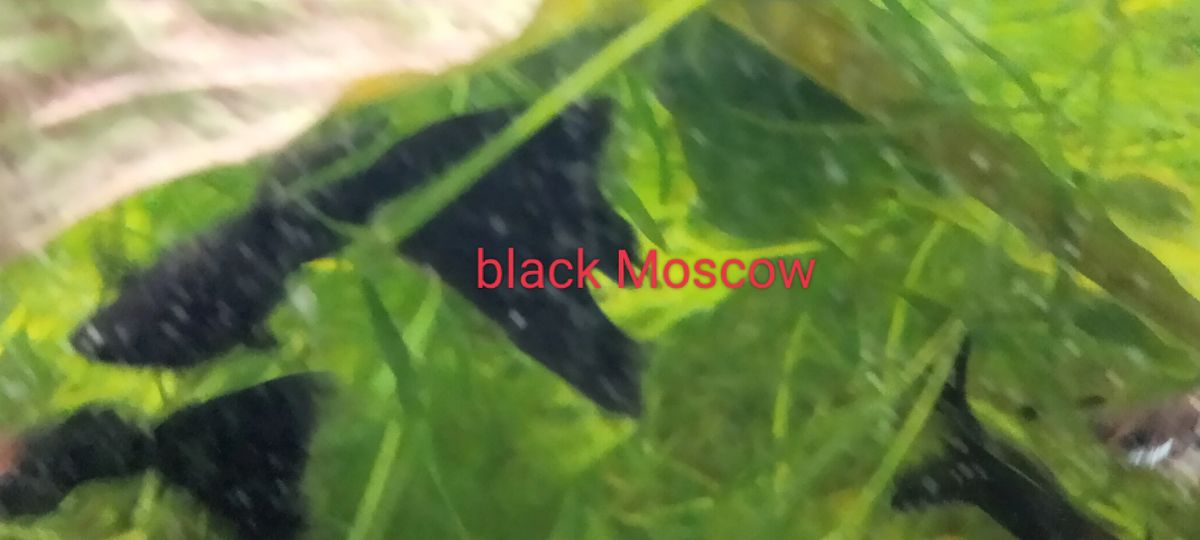 BLACK MOSCOW GUPPY PAIR