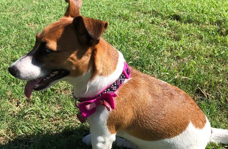 Del Shay Jack Russell Shorties