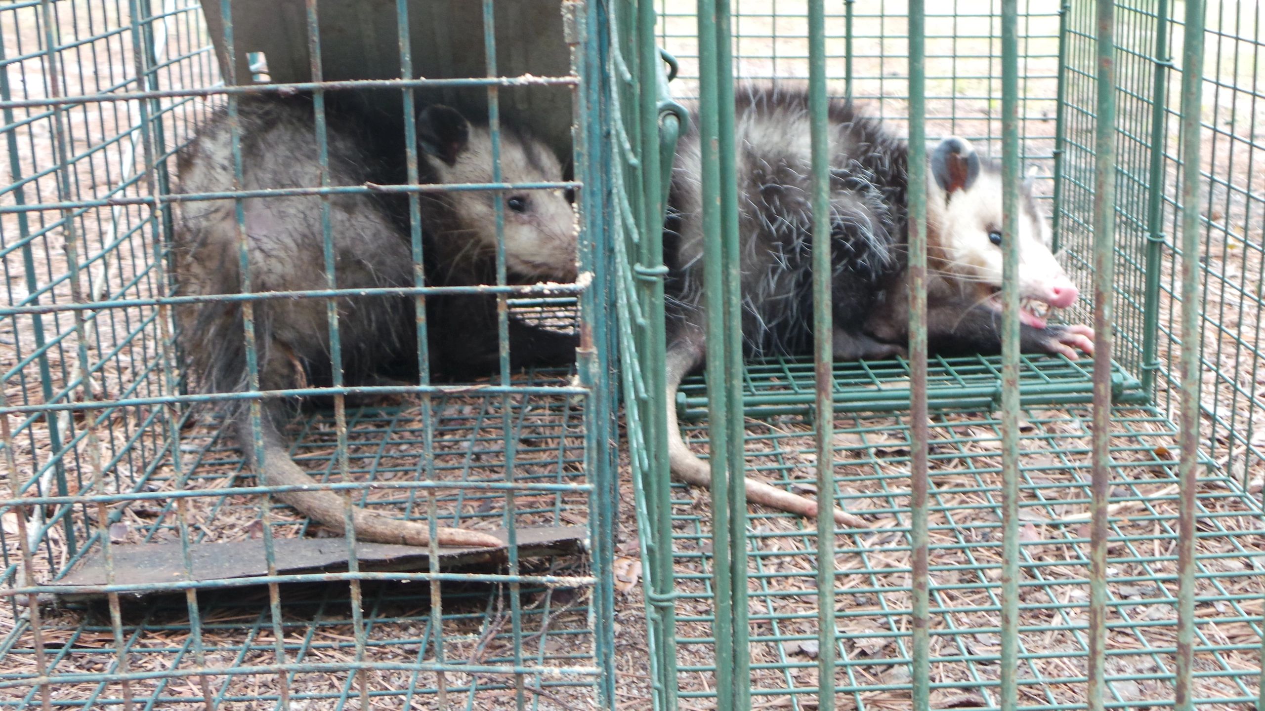 Importance of Nuisance Trapping in Florida