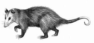 Florida Trappers Association, Inc