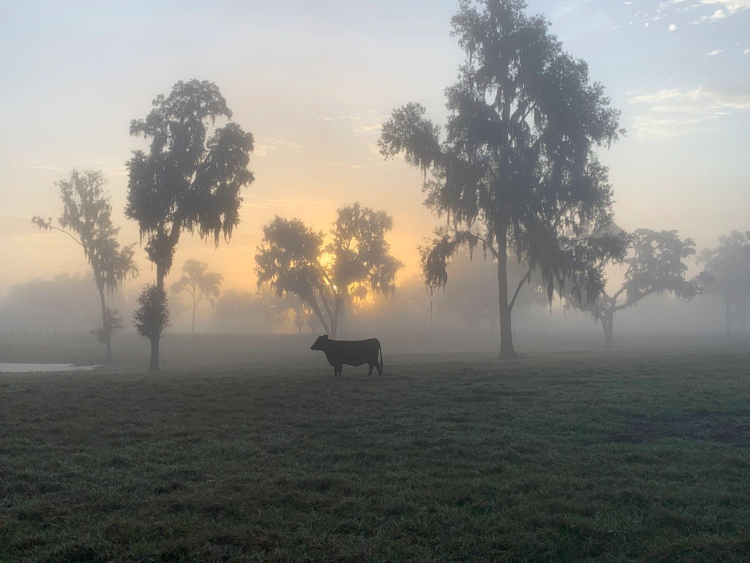 Misty Lane Cattle