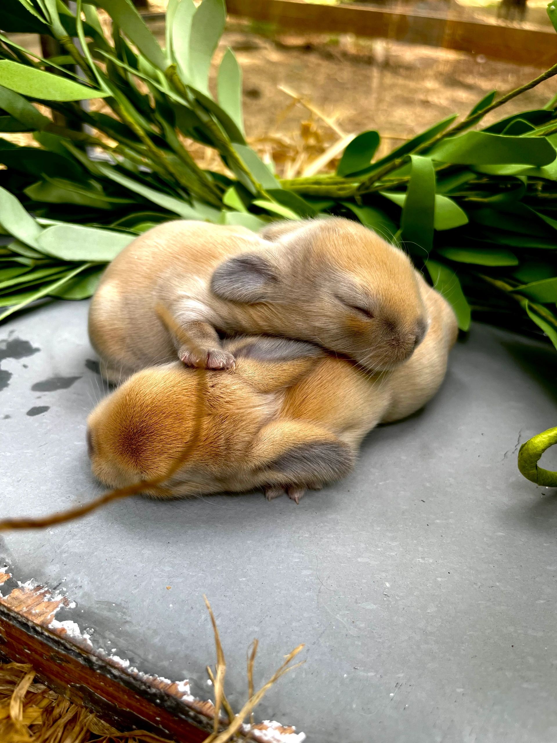 R & R Lops Rabbitry - Rabbit, Pets, Holland Lop