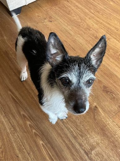 DOGS FOR ADOPTION