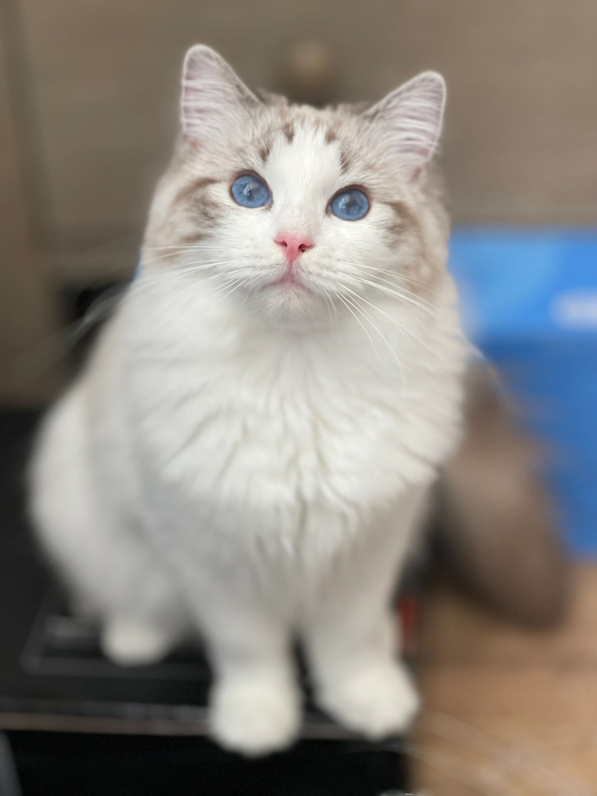 Sweet Peach Ragdolls LLC