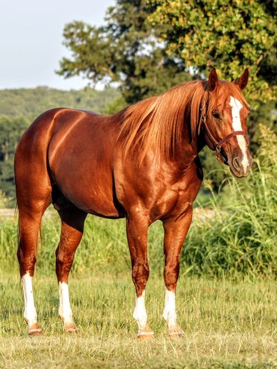 Stallions
