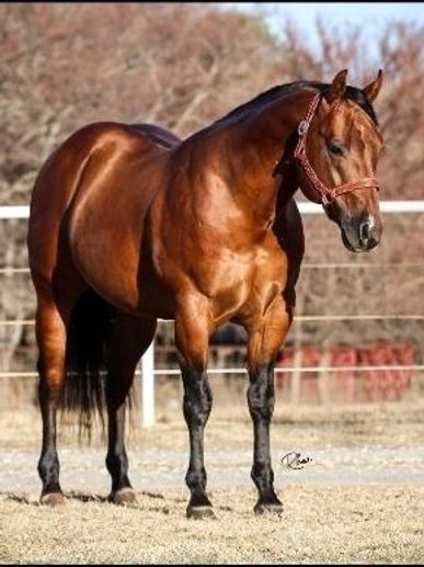 Stallions