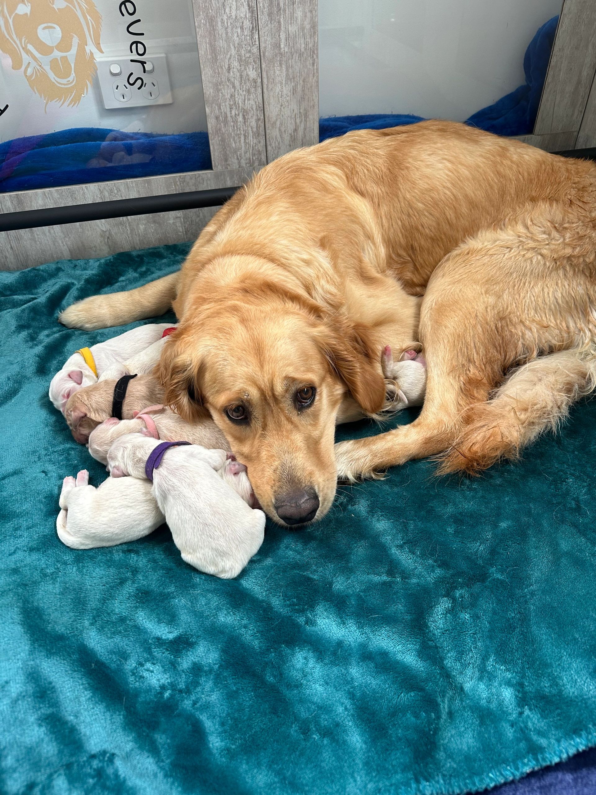 Current Litter | Fairway Creek Retrievers