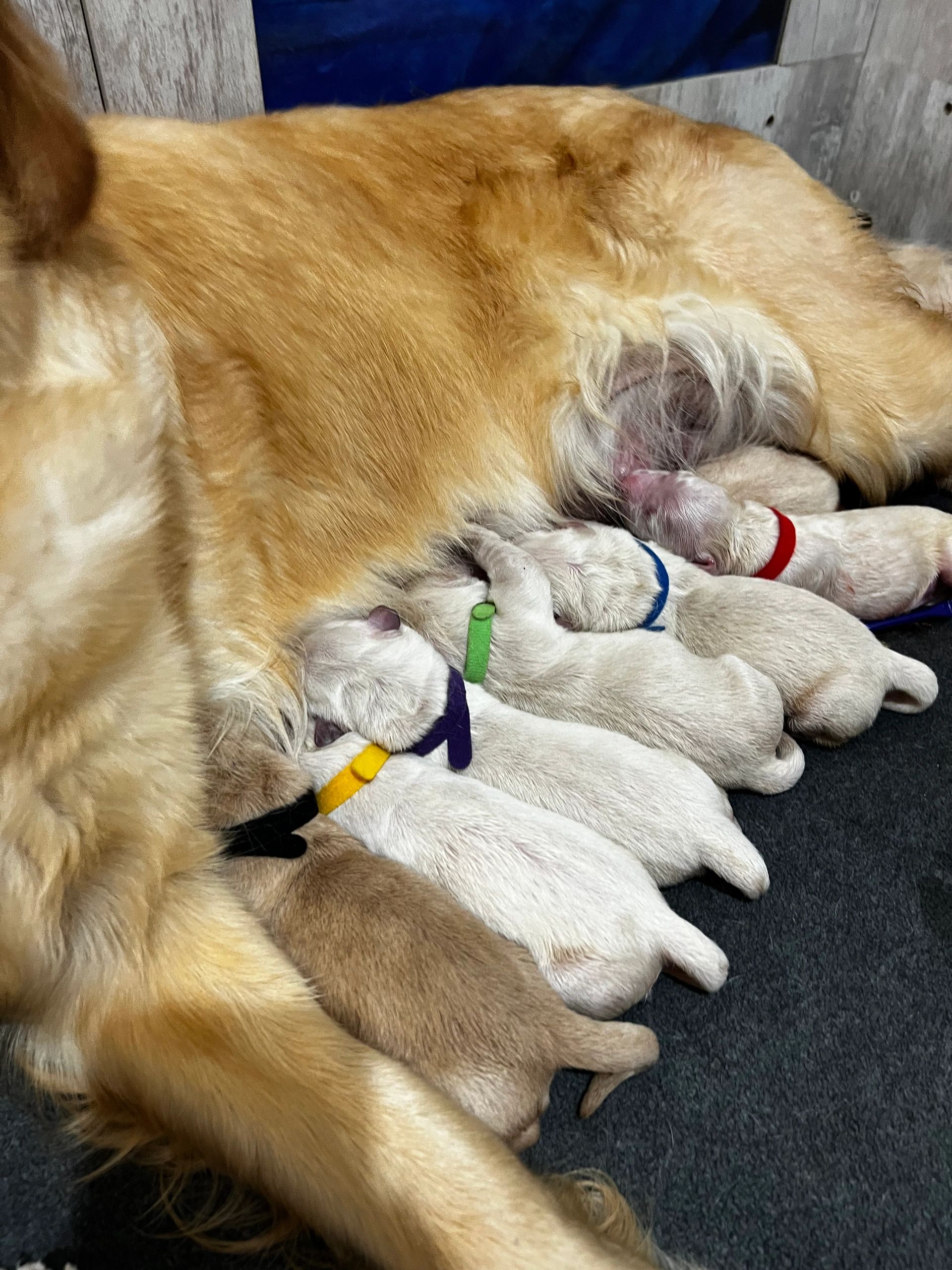 Current Litter | Fairway Creek Retrievers