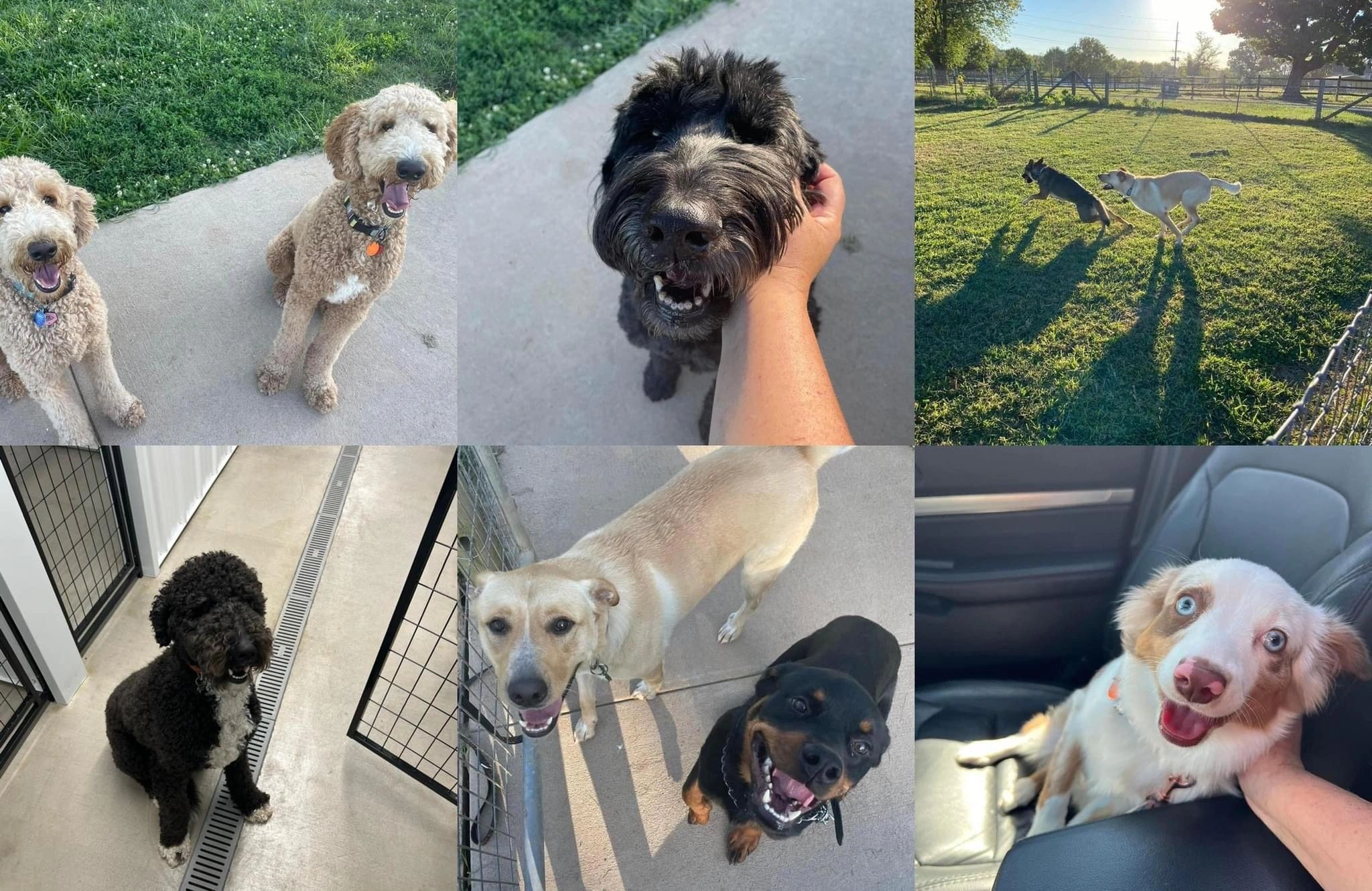 Countryside Dog Kennels