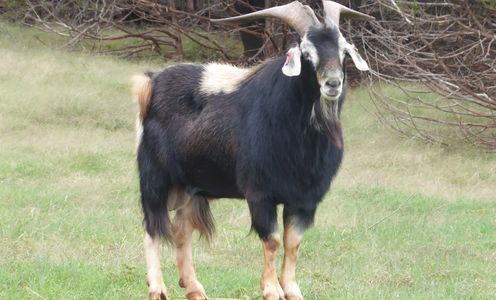 Bear Creek Farms - Kiko, Goats, Breeder