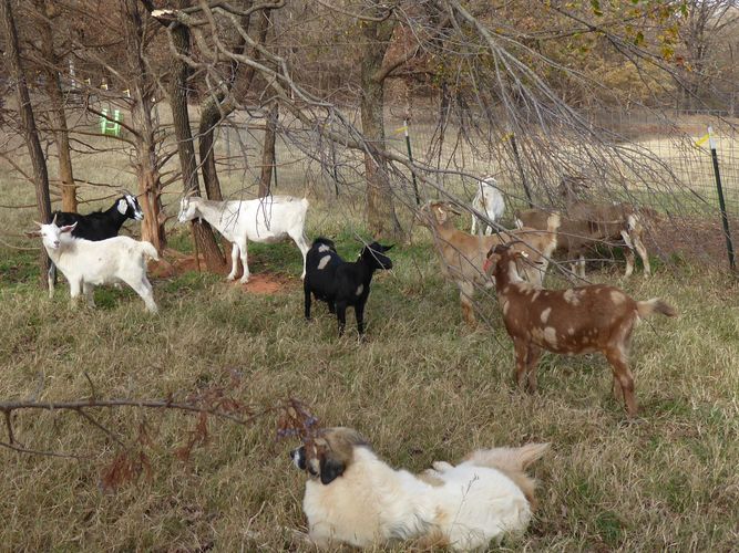 Bear Creek Farms - Kiko, Goats, Breeder