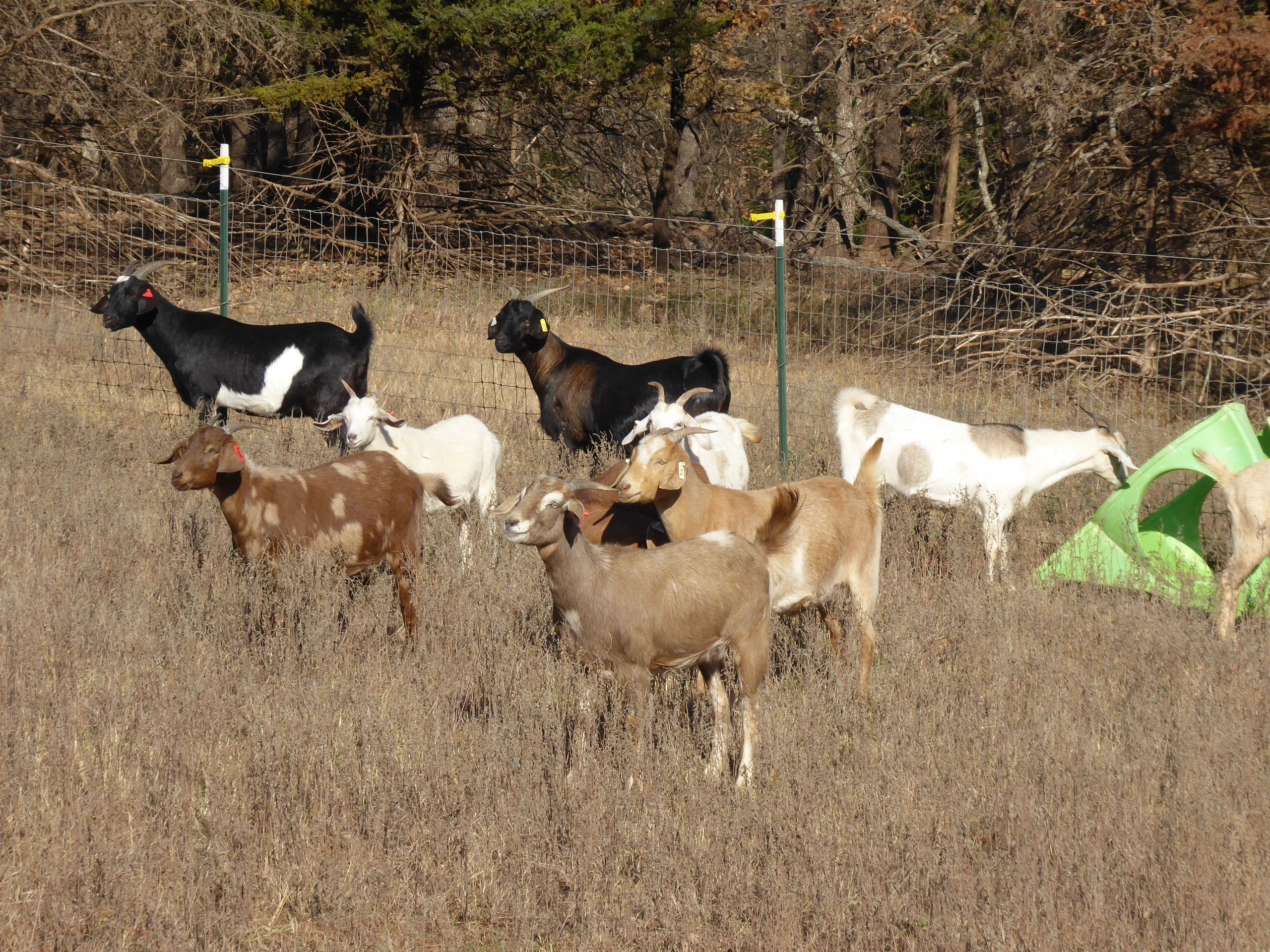 Bear Creek Farms - Kiko, Goats, Breeder