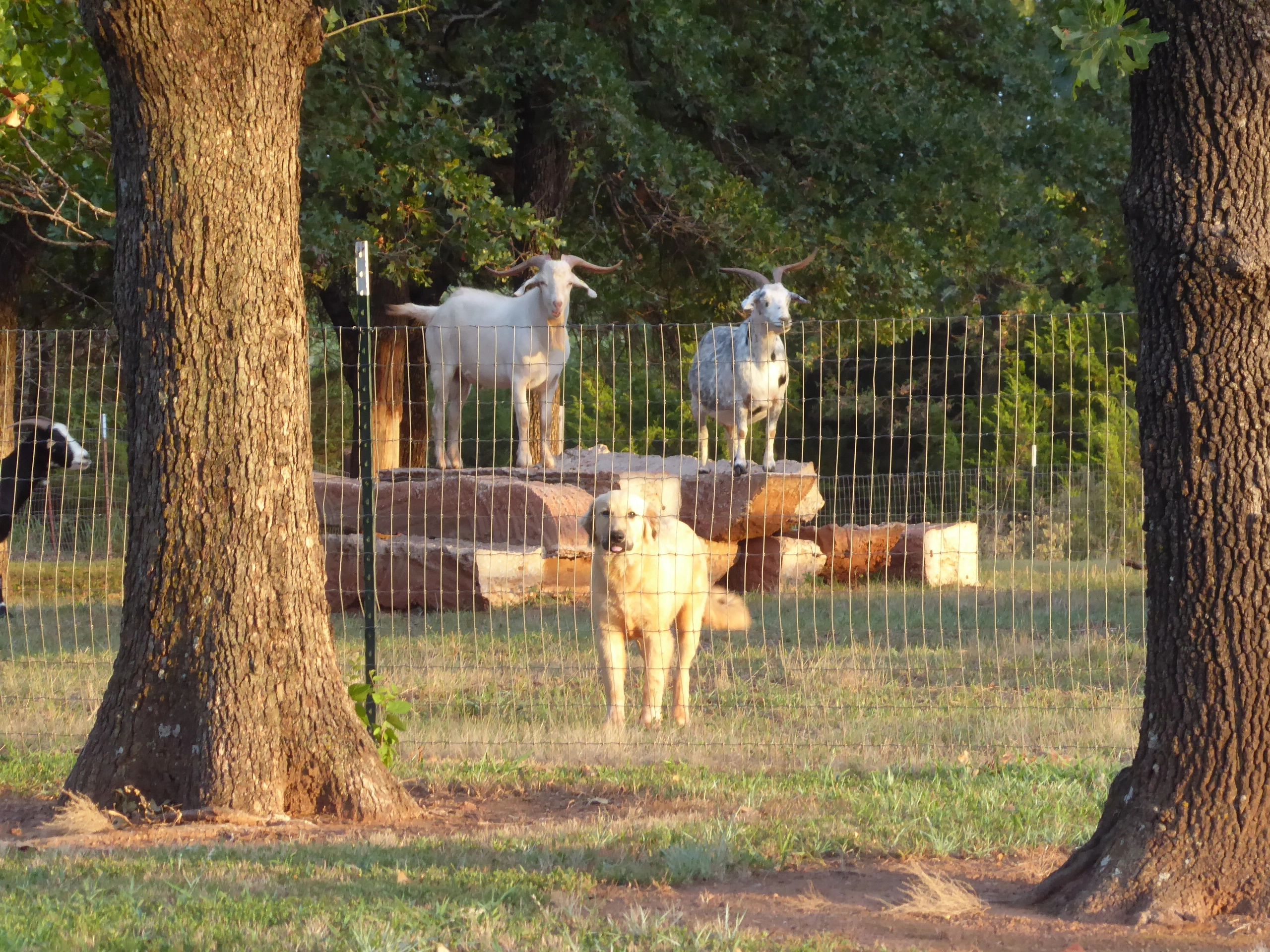 Kiko Goat - Bear Creek Farms