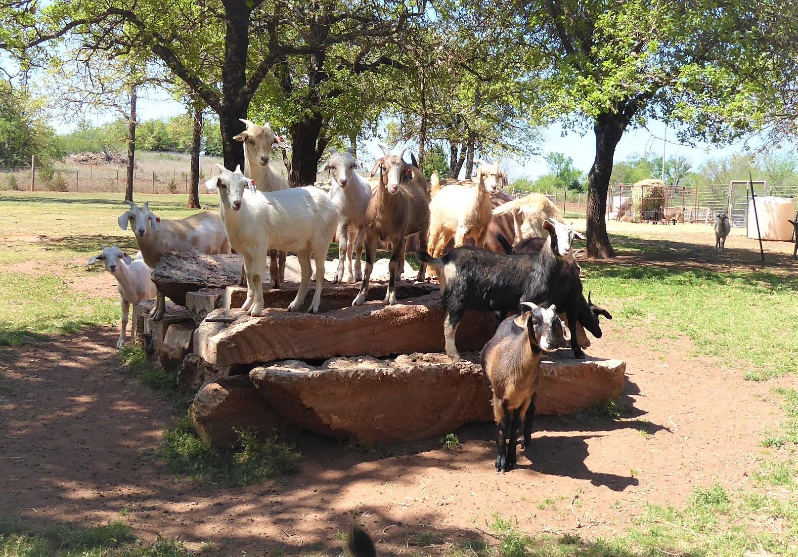 Bear Creek Farms - Kiko, Goats, Breeder
