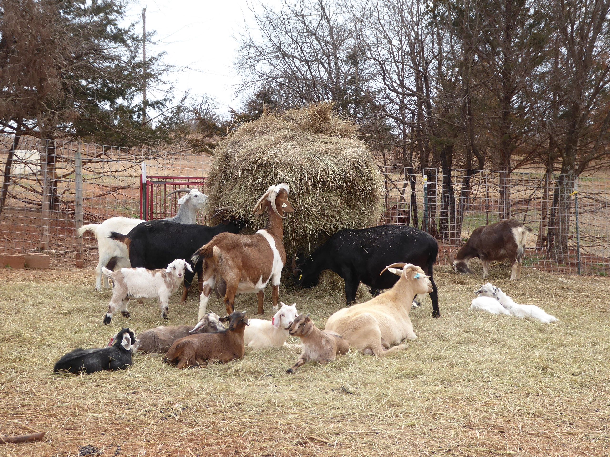 Goat - Bear Creek Farms | Bear Creek Farms