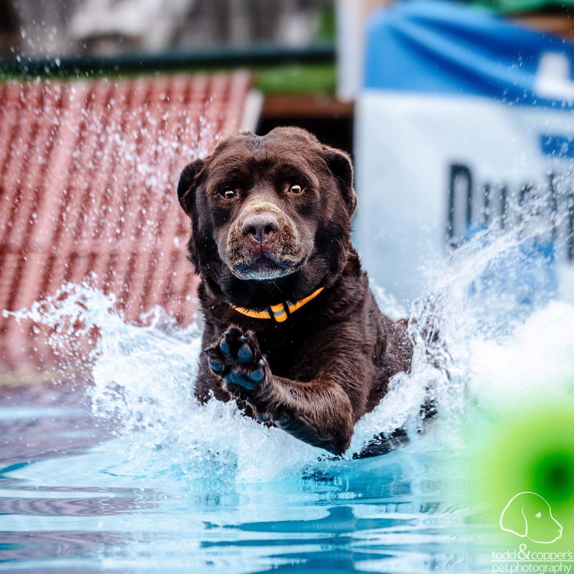 Expert Dock Diving Training for Dogs - OK Thunder