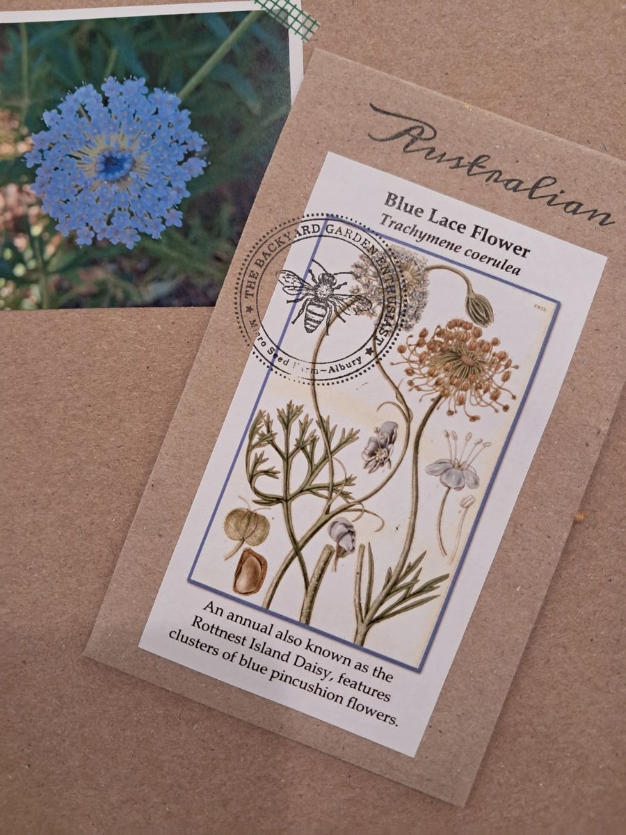 Blue Lace Flower or Rottnest Island Daisy Seeds, Trachymene coerulea