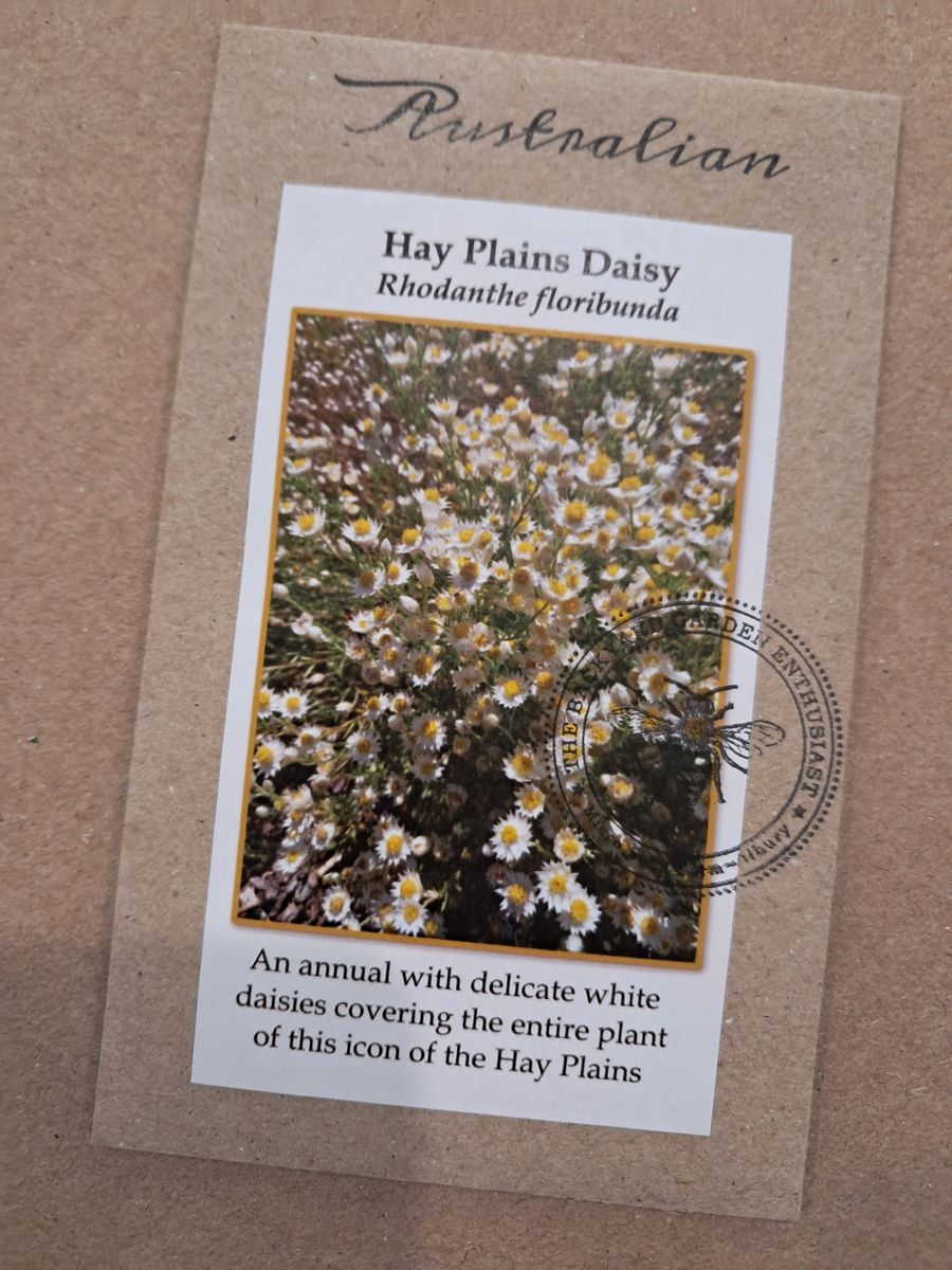 Hay Plains Daisy Seeds, Rhodanthe floribunda