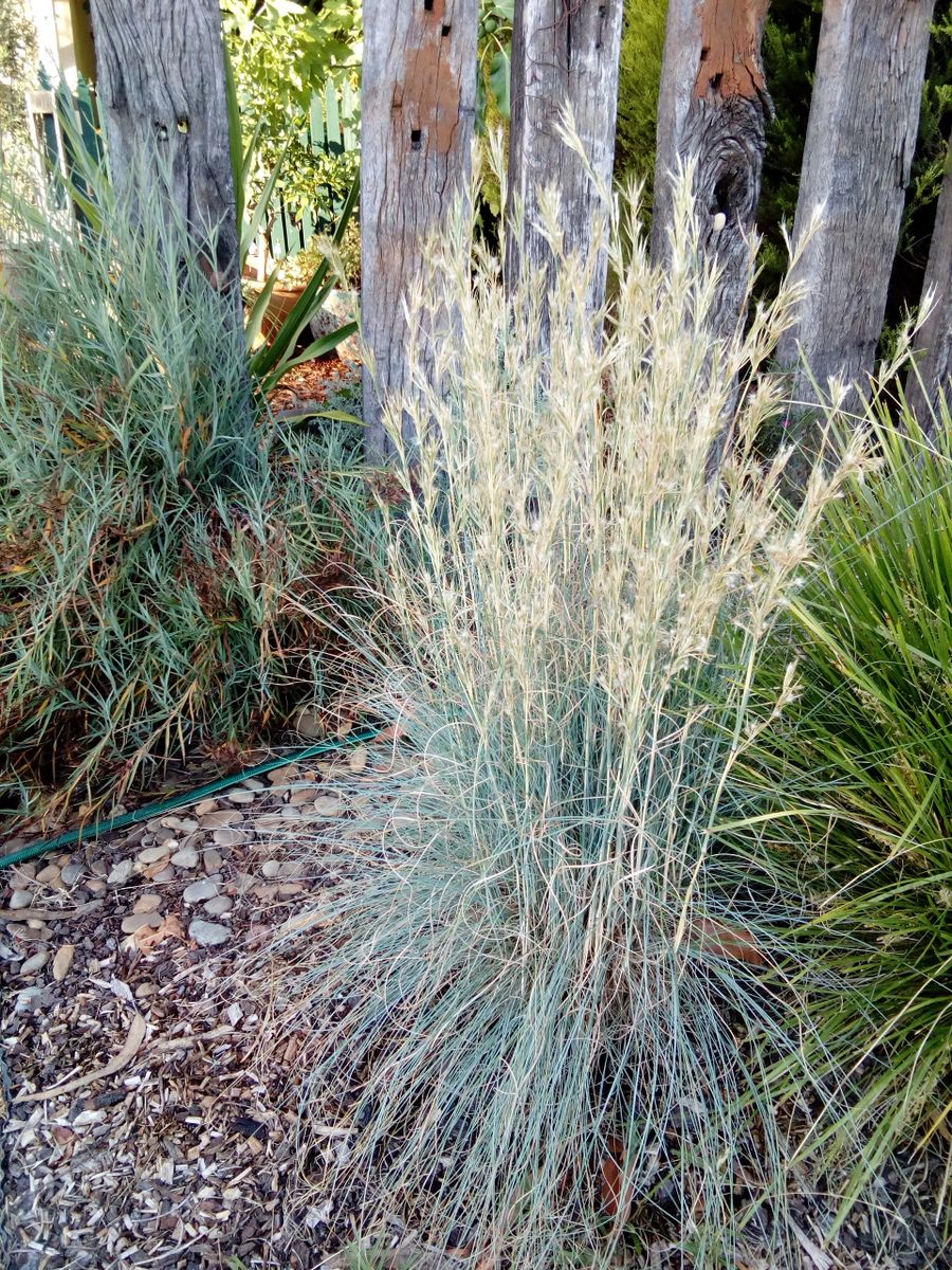 Australian Native Lemon Grass Seeds, Cymbopogon ambiguus