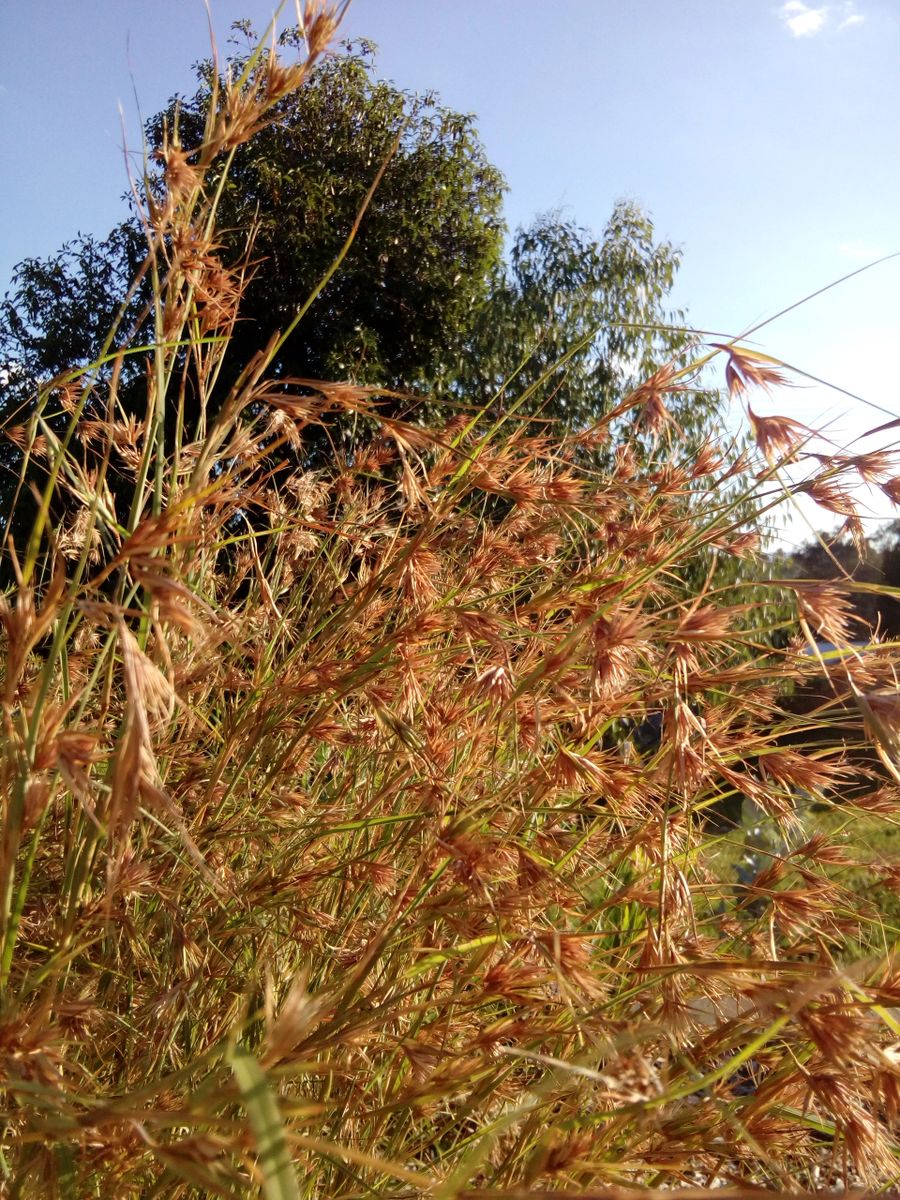 Kangaroo Grass Seeds, Themeda triandra