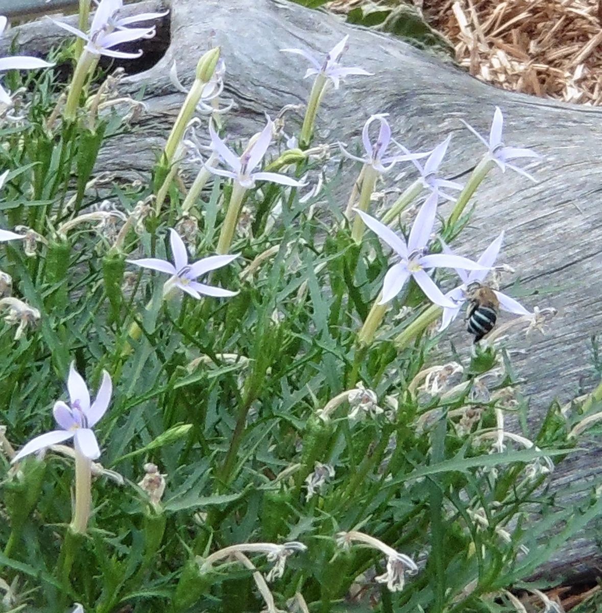 Rock Isotome Seeds, Isotoma axillaris