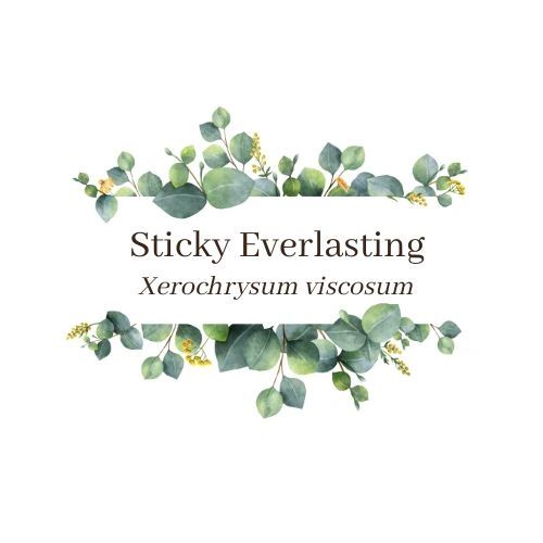 Sticky Everlasting Seeds, Xerochrysum viscosum