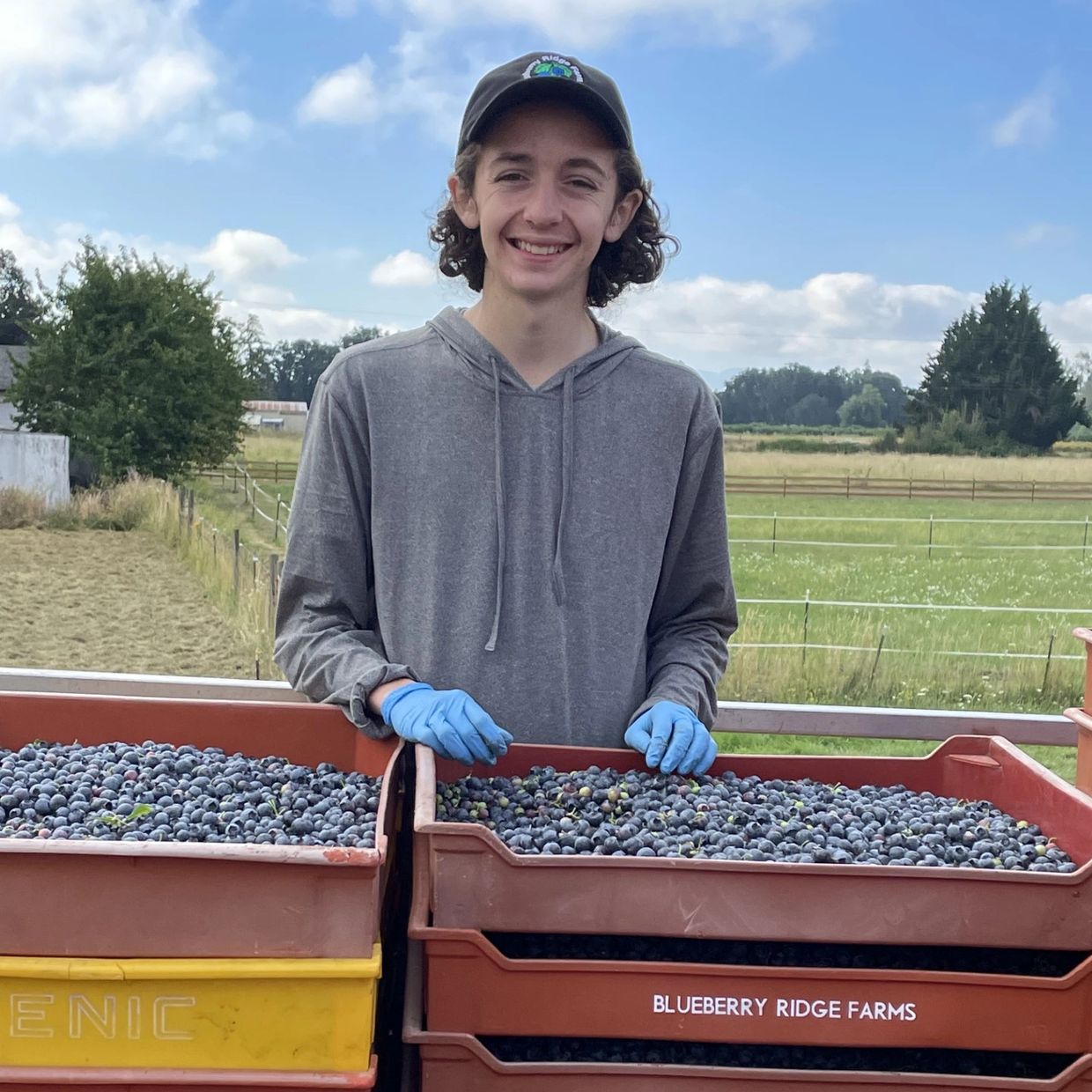 Delicious Chocolate Covered Blueberries | Blueberry Ridge Farm