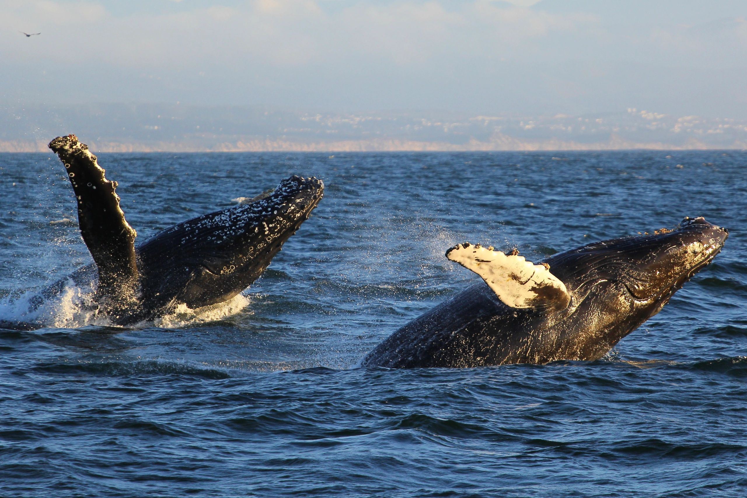 Whale Watching Trips Tours - oceanic-expeditions.com