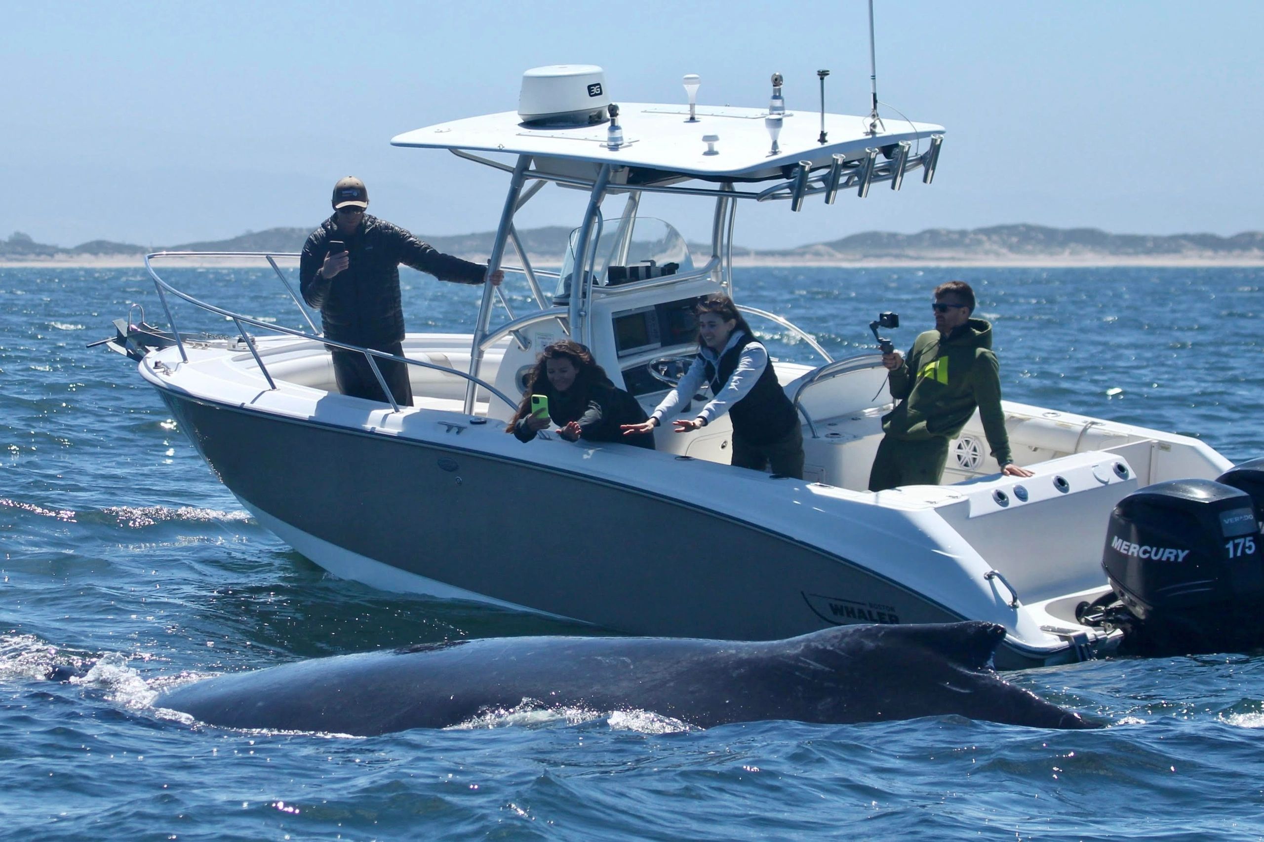 Whale Watching and Wildlife Photography - oceanic-expeditions.com