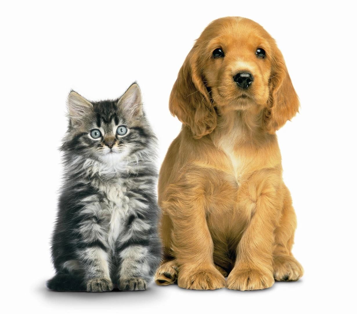 Isis Pet Resort - Luxury Dog Boarding Services