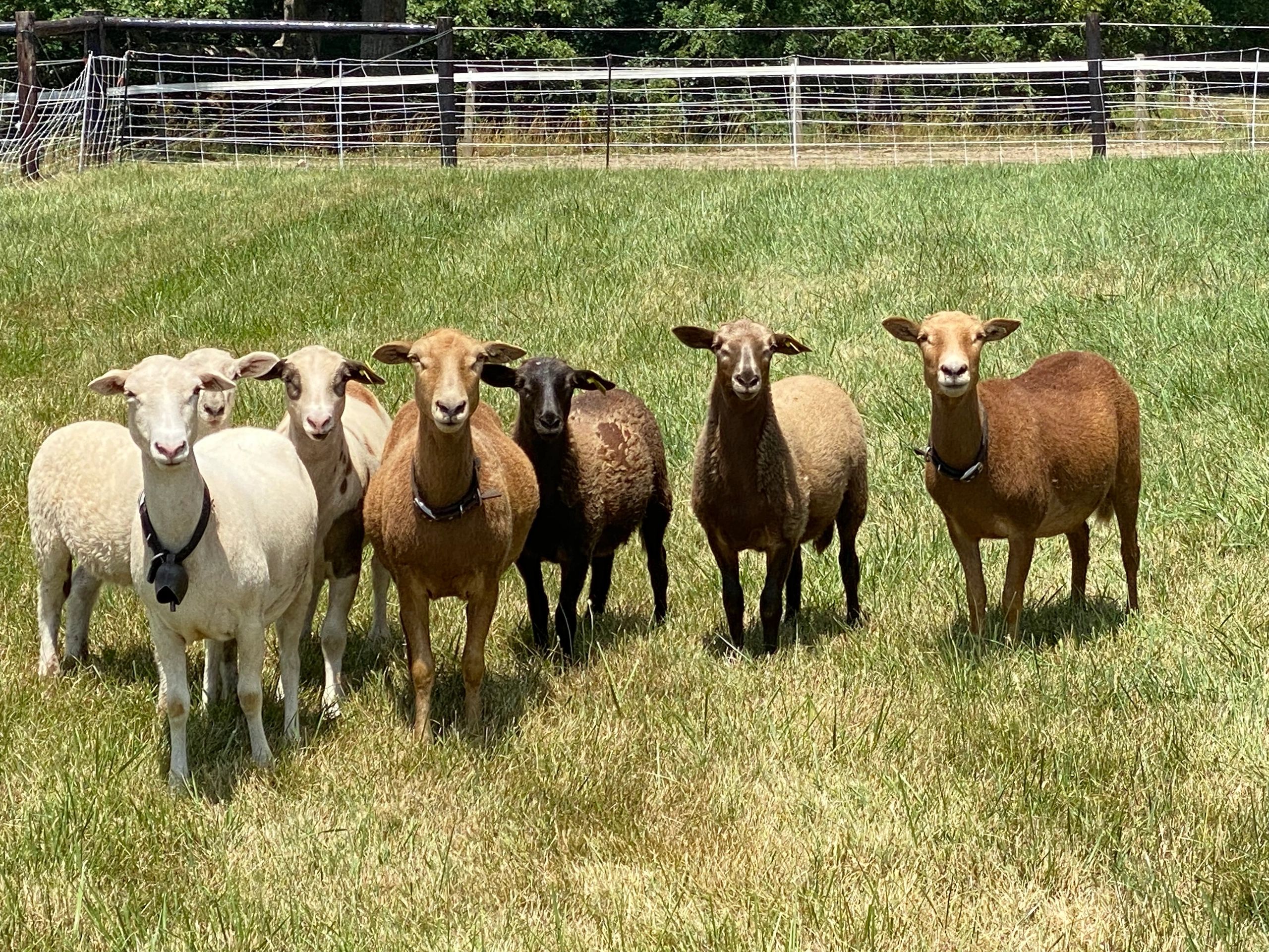 Grass Farming and Regenerative Practices at Blue Stem Springs Farm