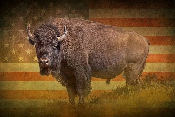 Cypress Farms Bison Ranch