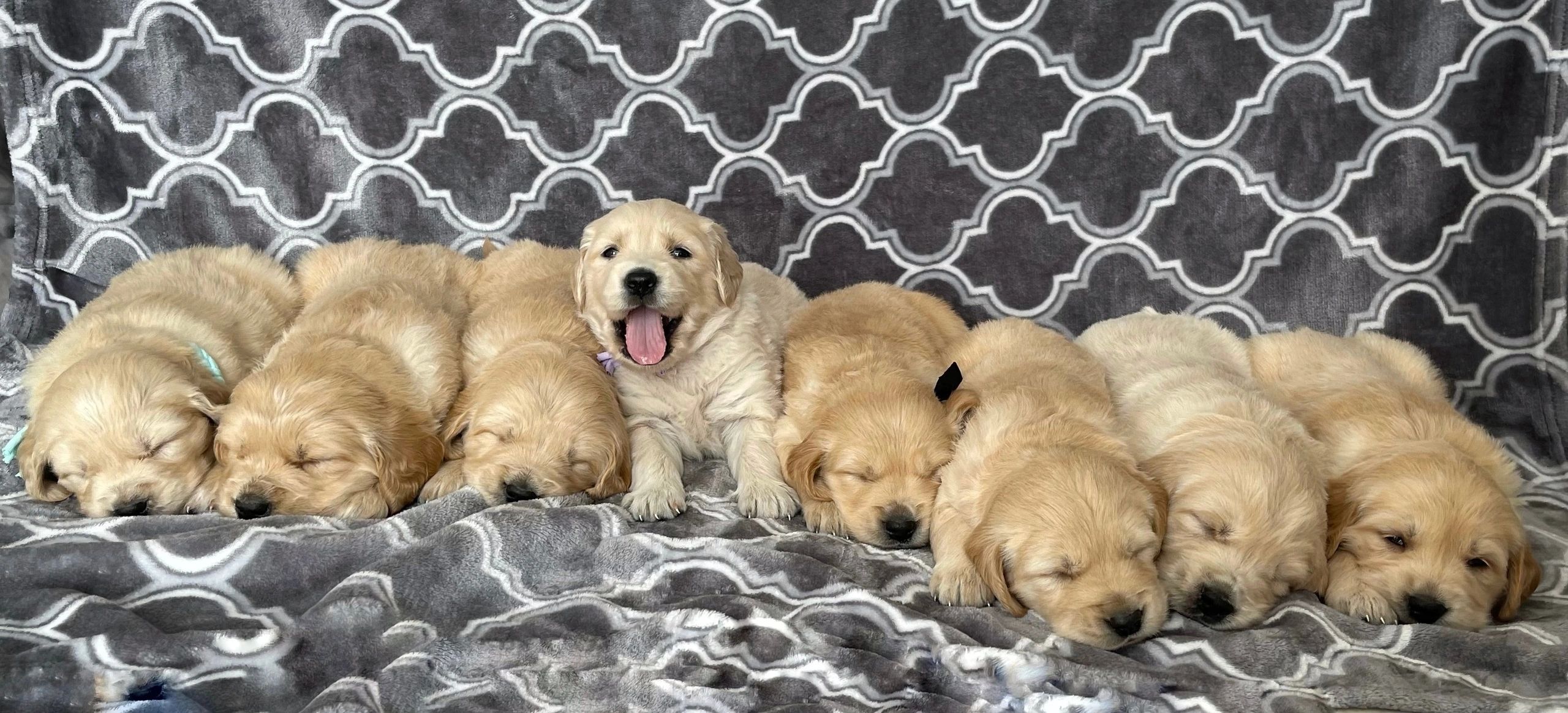 Mid Michigan Golden Retriever Puppies