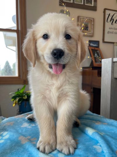 Mid Michigan Goldens - Top Golden Retriever Breeder
