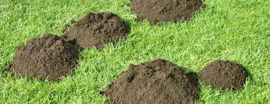 Gopher Genius - Gopher Mole Removal - Colleyville, Texas