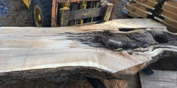 Walnut | Live Edge Wood Slabs