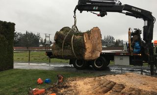 Custom Wood Table Slabs - Live Edge Wood Slabs
