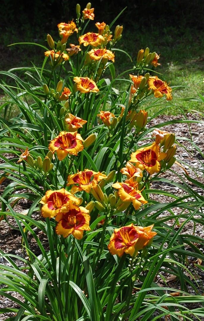 Daylilies – Which One Should I Choose?