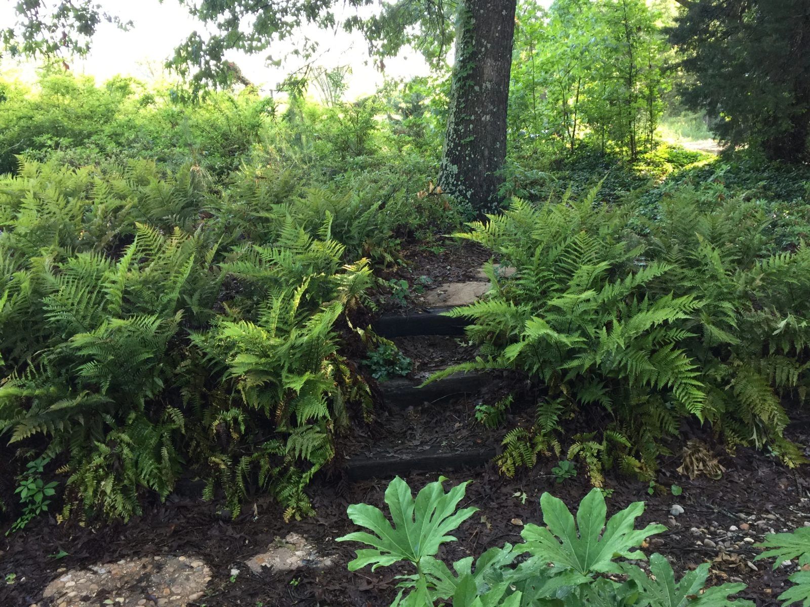 Perennial Ferns for Shade Gardens