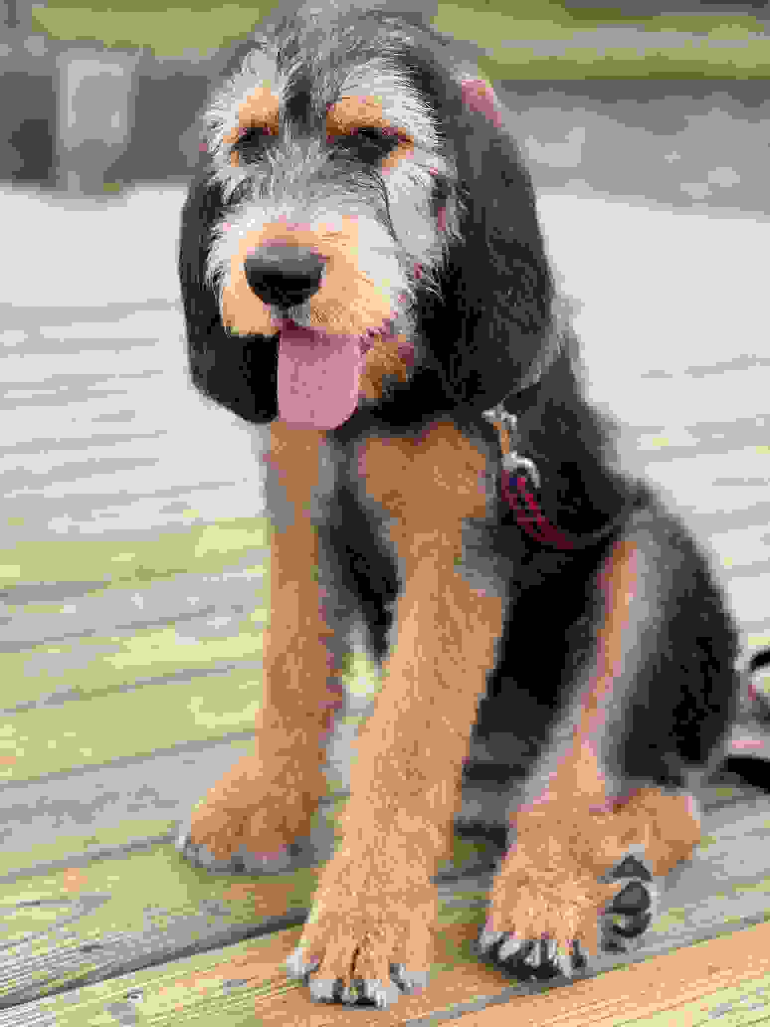 The Otterhound Club of America, Inc.