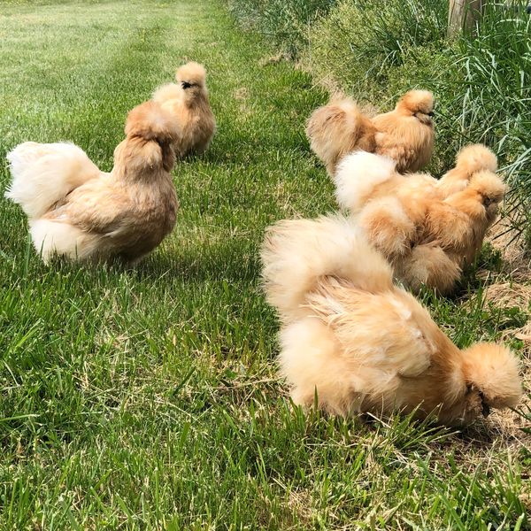 Bearded Buff Silkies