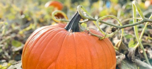 Pearls Place - Farm Fresh Fruit, Fresh Pressed Cider and U-Pick Fruit
