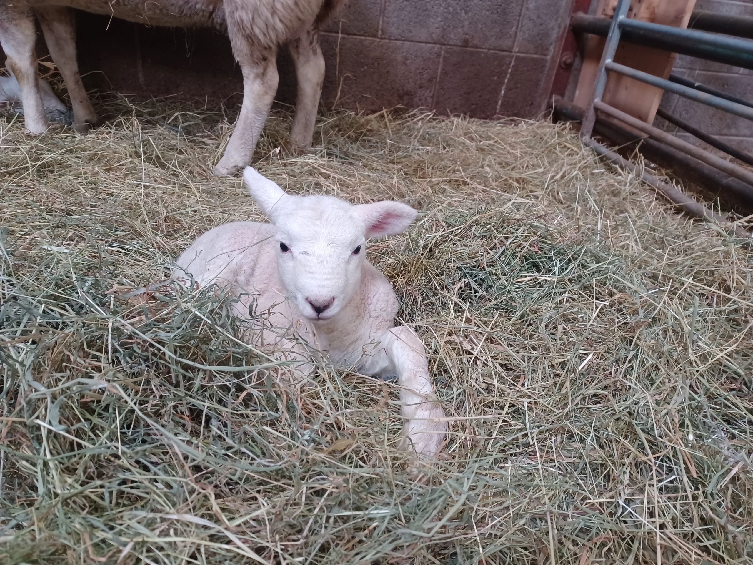 Lambs!