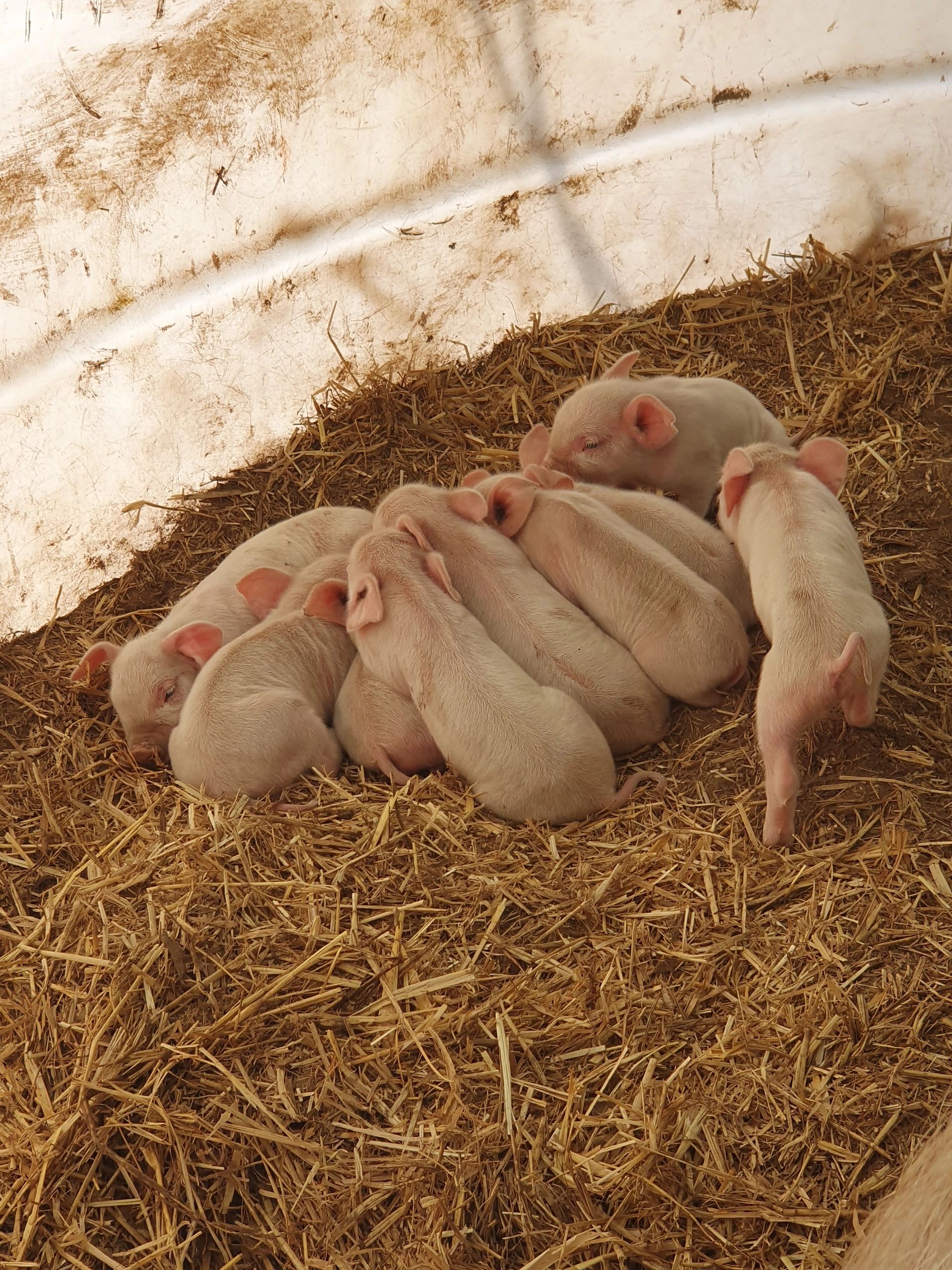 Piglets!!!!