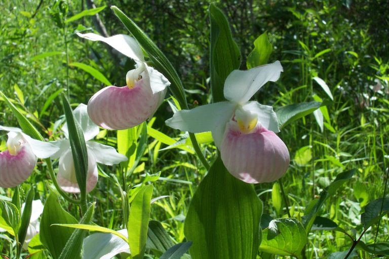 City Government, Camping - City of Williams - Williams, Minnesota