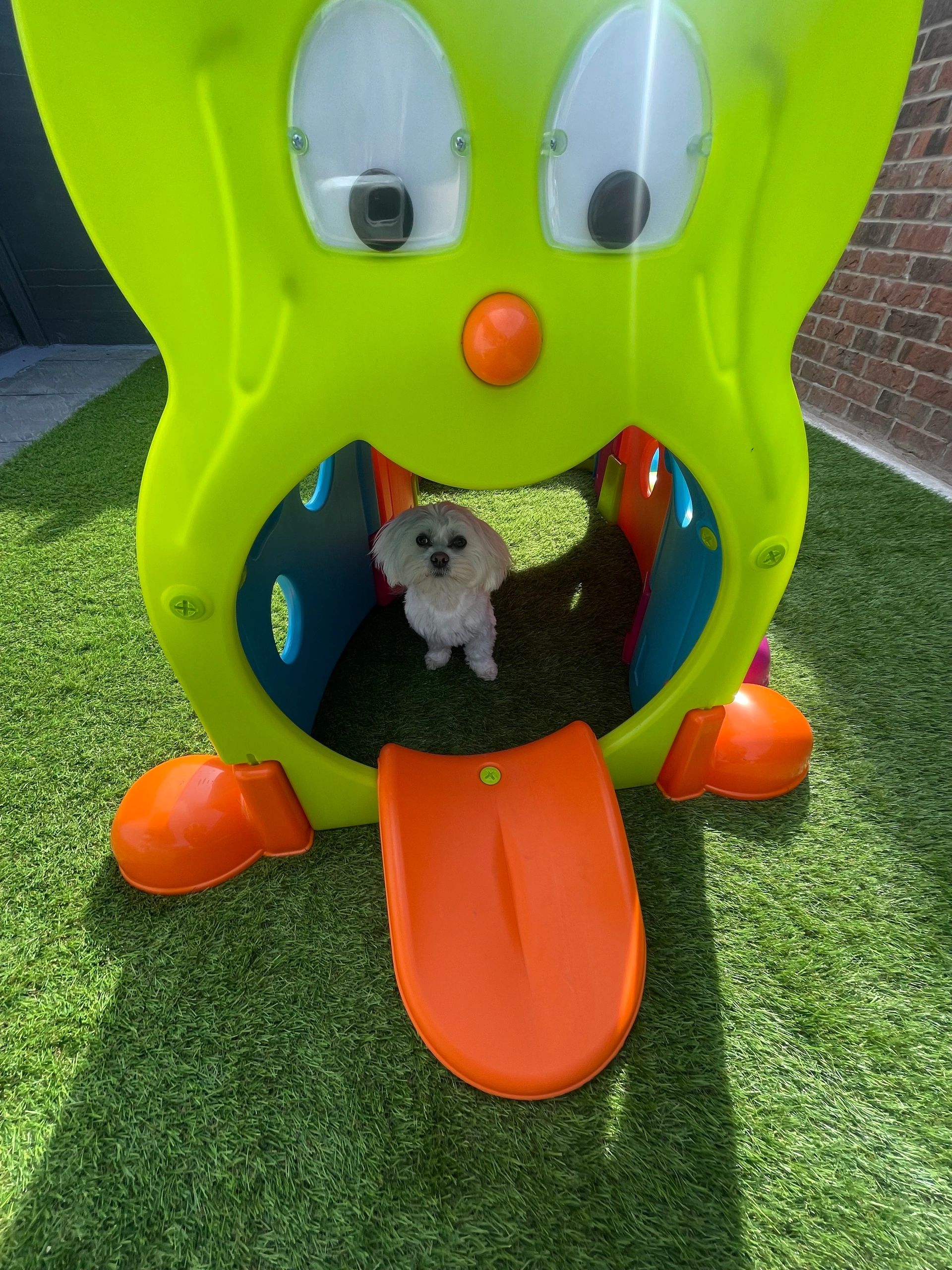 Puppy Doggy Daycare | Small Dog Boarding | Dolly's Dinky Doggy Daycare